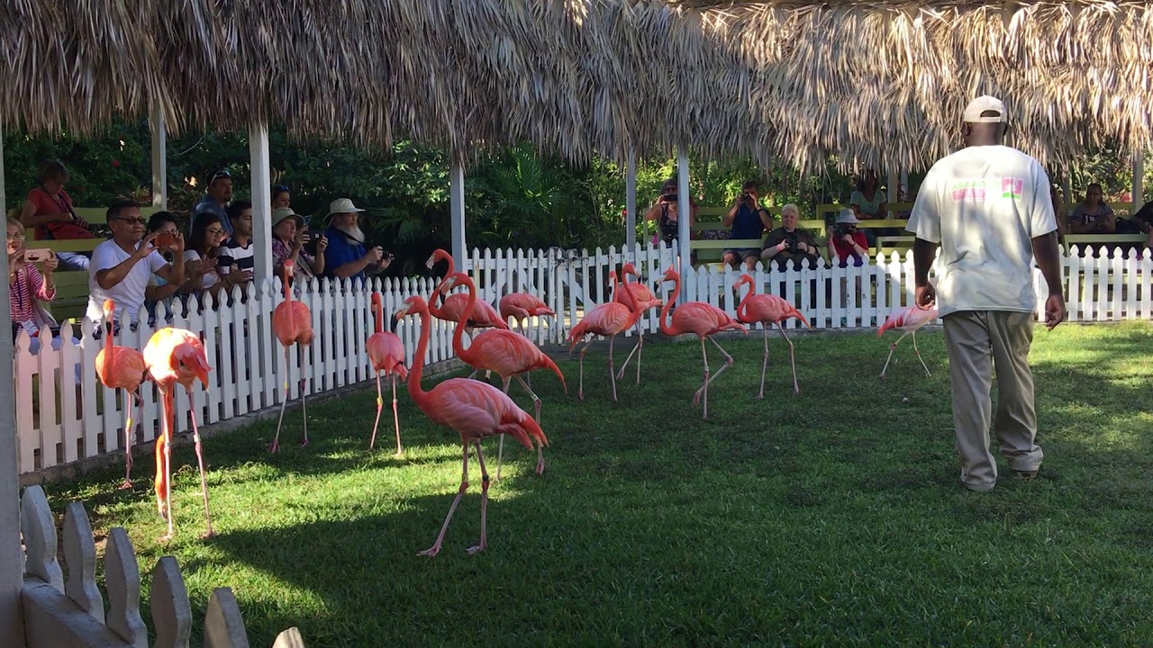 flamingos MARCHING IN to perform - YouTube
