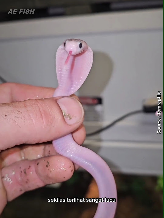 bayi ular kobra sudah berbisa? #animals - YouTube