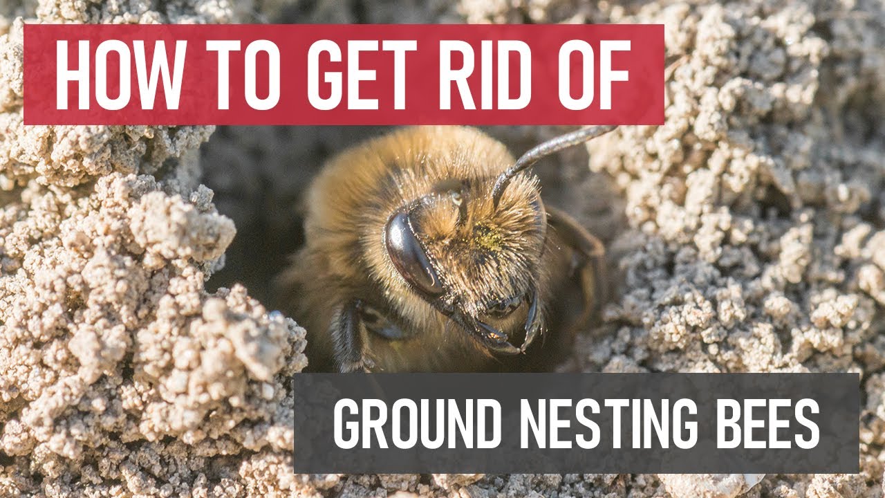 How to Control Ground Nesting Bees [DIY Pest Control] - YouTube