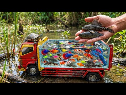 😱 Angkut Ikan Hias Warna Warni, Ikan Cupang, Ikan Mas, Channa, Sapu-Sapu & Kura-Kura Dari Kolam 🐢🐠✨