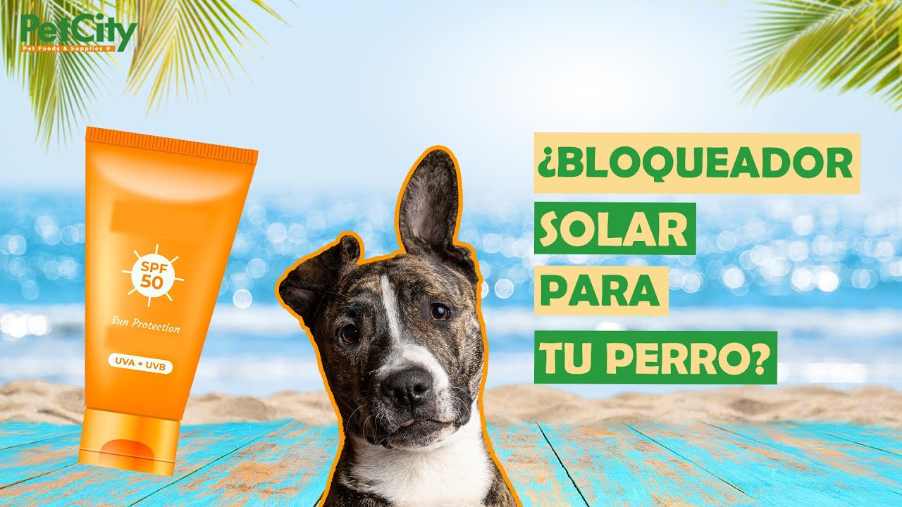 ¿Protección Solar para Perros? - YouTube