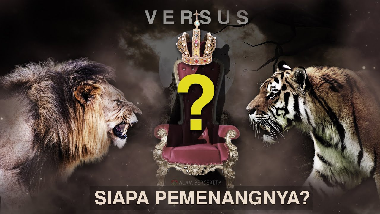 SINGA VS HARIMAU, Siapa Raja Hutan yang Sebenarnya? | Alam Bercerita ...