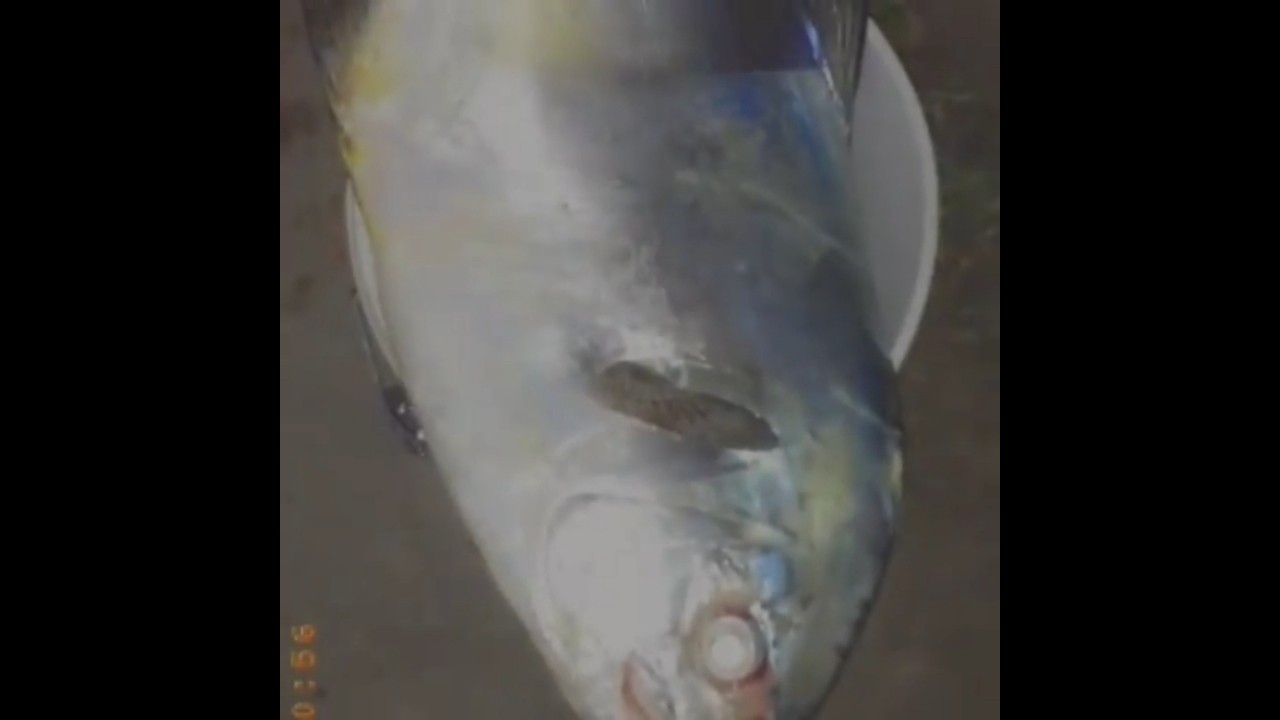 Big permit jack - YouTube