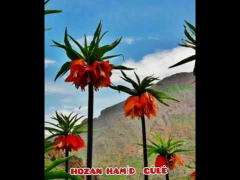 HOZAN HAMİD | GULÊ - YouTube Music