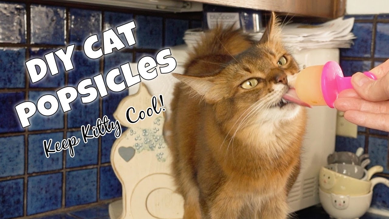 DIY Cat Popsicle Treats Help Your Cat Beat the Heat - Recipe to Make ...