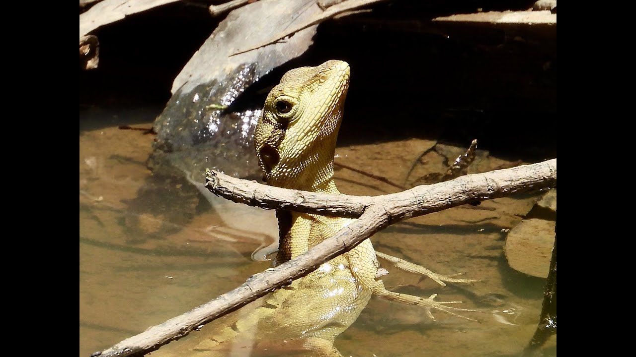 Muzduz lizards and birds. Kingfisher and Tata - YouTube