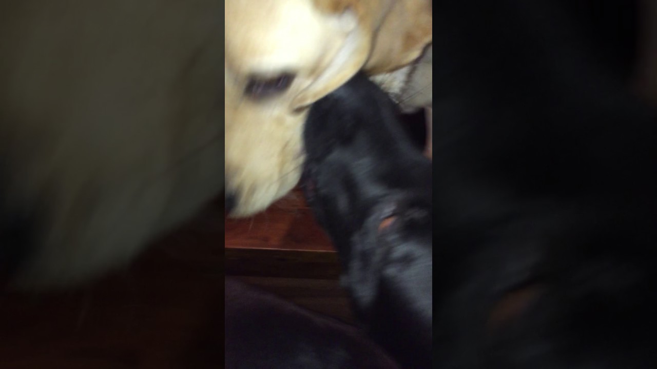 Tucker the lab - YouTube