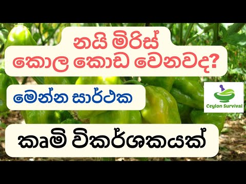 Organic Pests Control for scotch bonnet/නයි මිරිස් වගාවට කදිම කාබනික ...