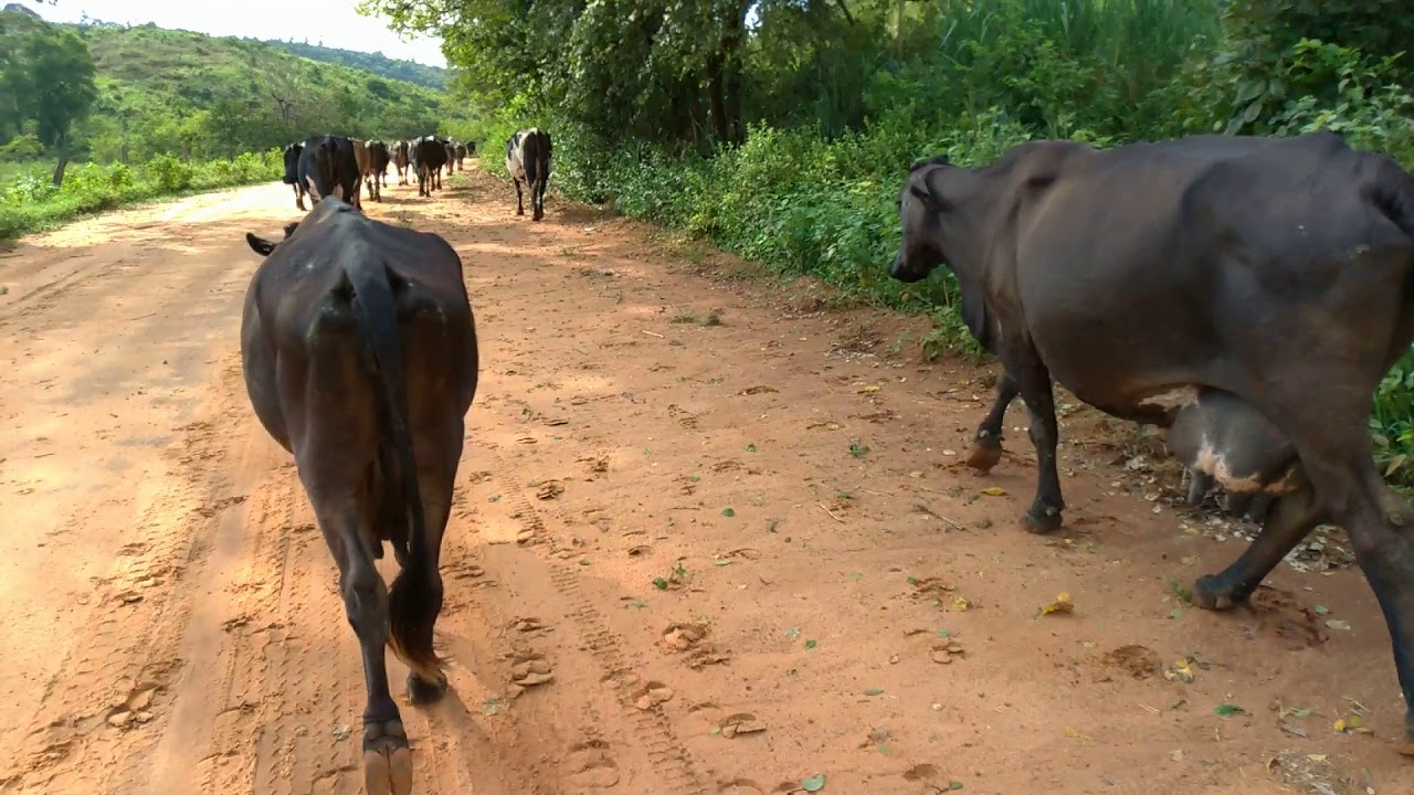 Tocando as vacas do curral para o pasto após a ordenha. - YouTube