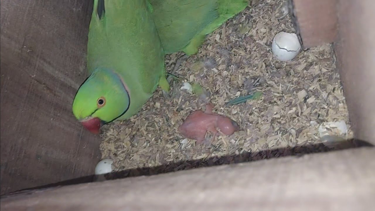 Ringneck Babies A Gaye | Green parrot Colony progress | Parrot Video ...