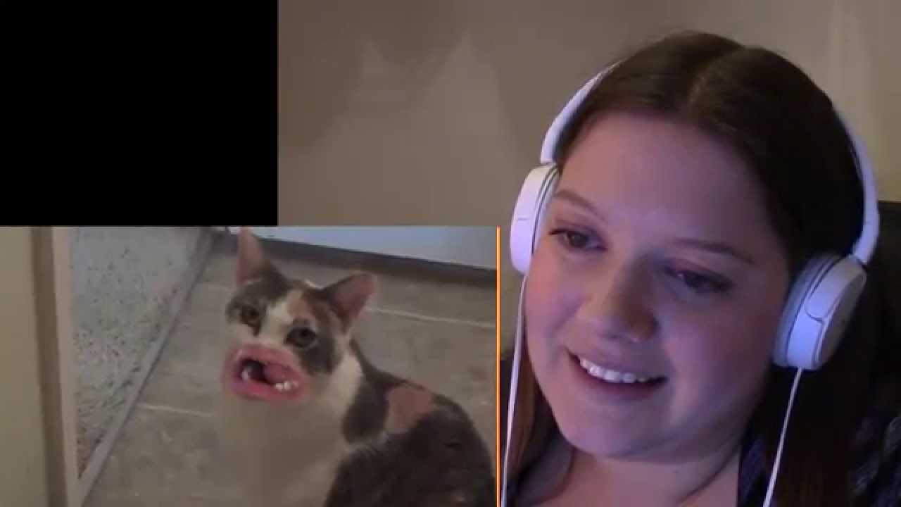 MEOW By Markiplier Reaction - YouTube