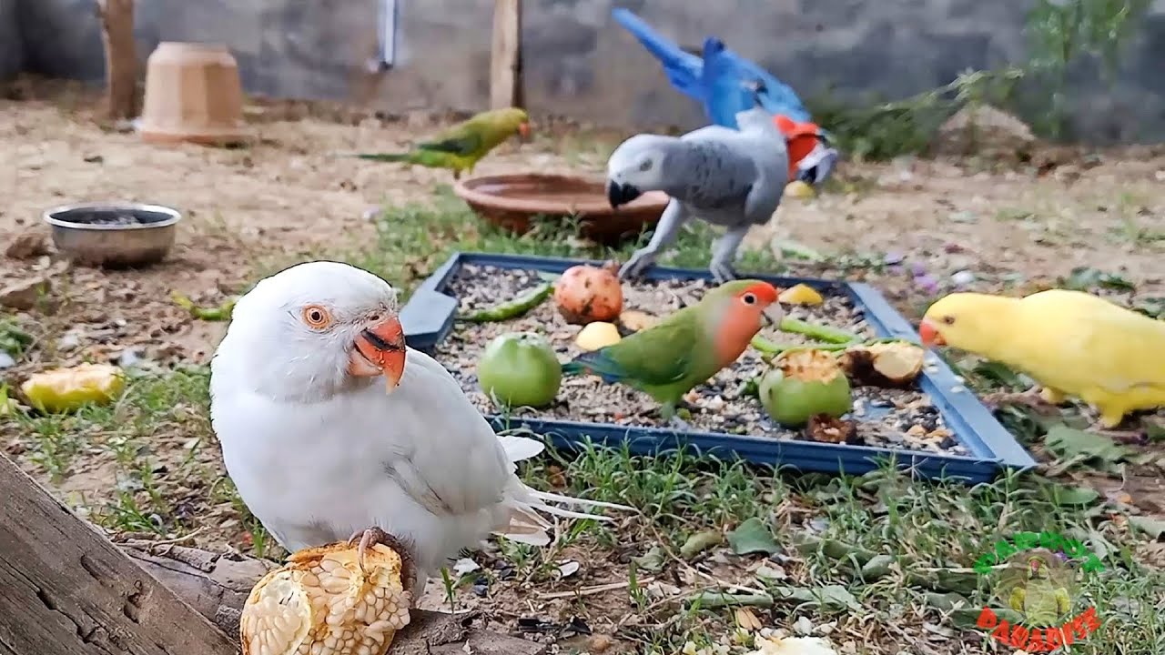 Parrot Paradise Aviary Completed! - YouTube