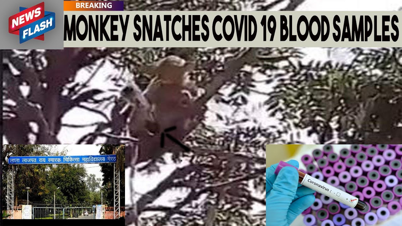 FLASH NEWS FOR DEAF 29TH MAY 2020.(MONKEY SNATCHES BLOOD SAMPLES OF ...