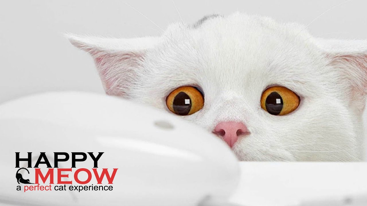 Happy Meow Funny - YouTube