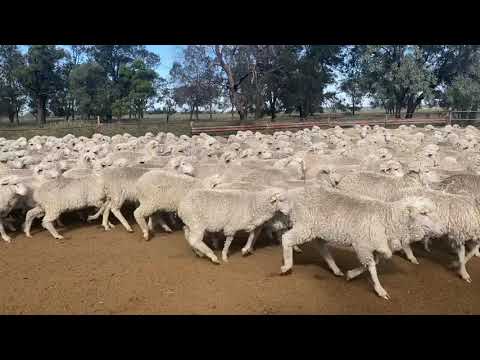 Roselea merino wether lambs