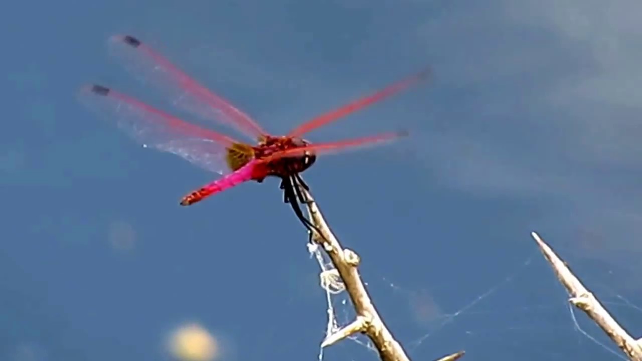 Violet dropwing (Trithemis annulata) - Cyprus - YouTube