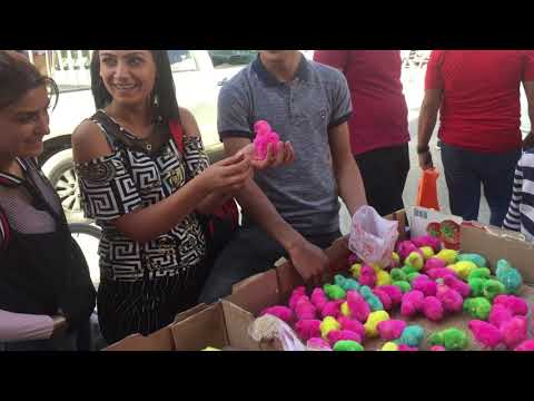 Diyarbakır civciv çiftliği de ağrıda toptan fiyata perakende satış