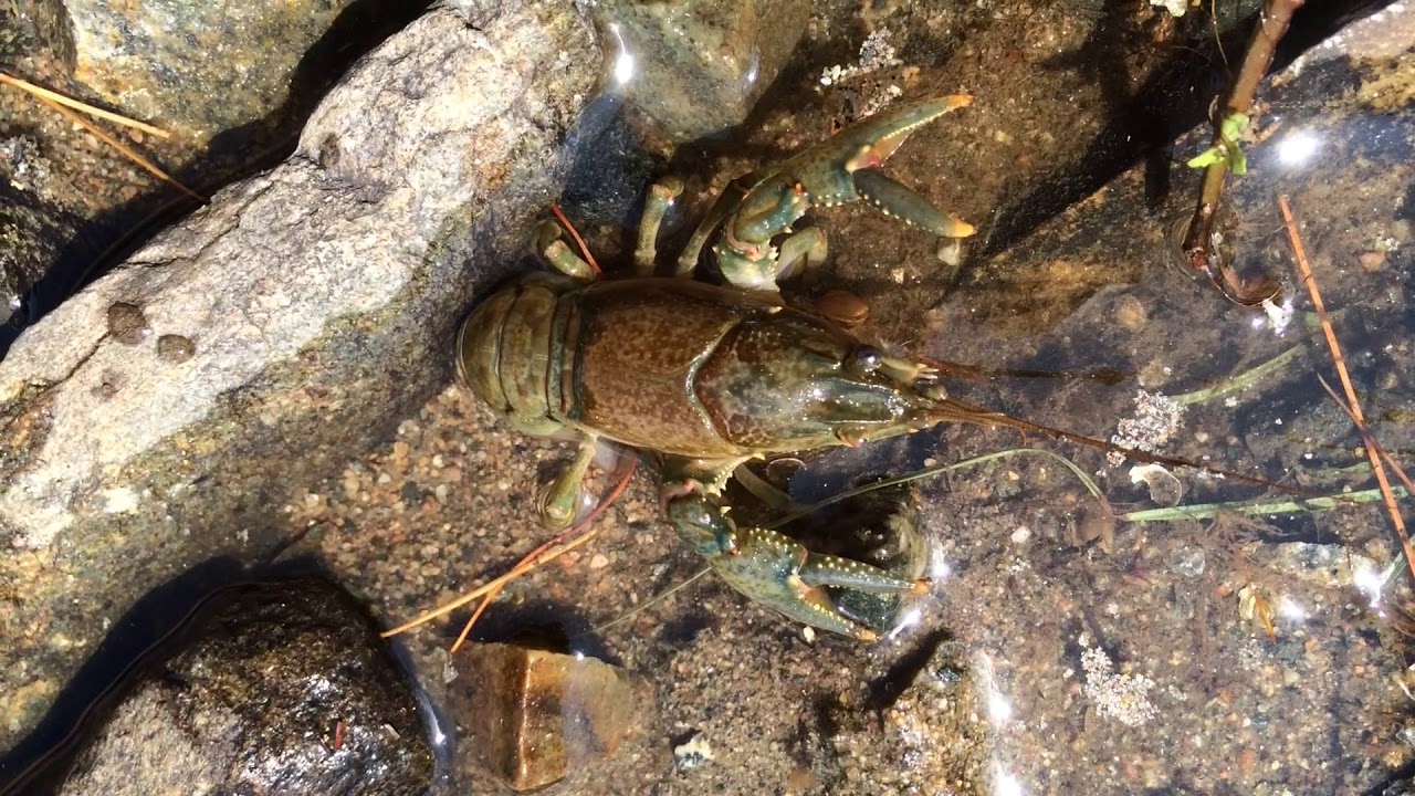 Crawfish/Écrevisse - YouTube