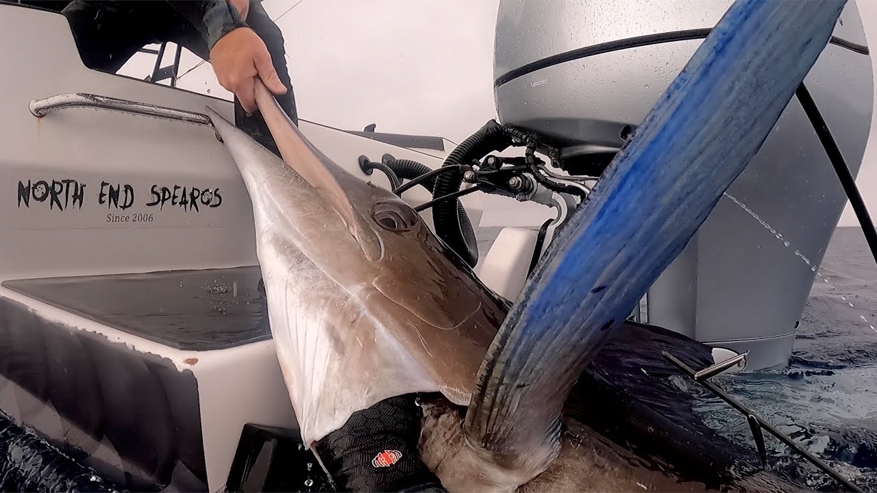 SPEARFISHING NEW ZEALAND - YouTube