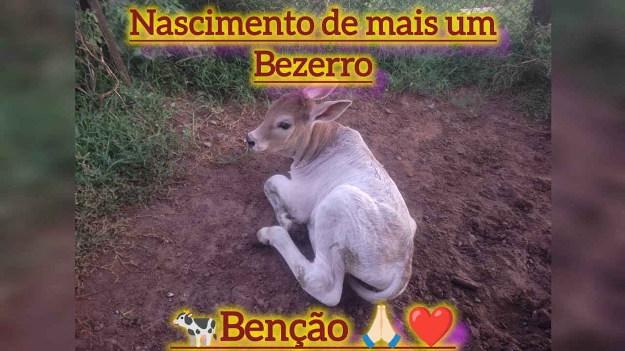 Nasceu mais um lindo bezerro🙏🏻🐄 - YouTube