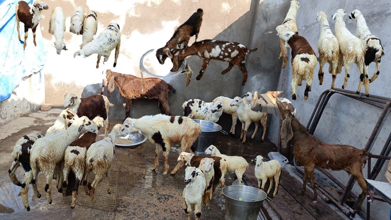 7330399993 Dhamaka offer Pure quality Sheep Aur Desi 2 female ...