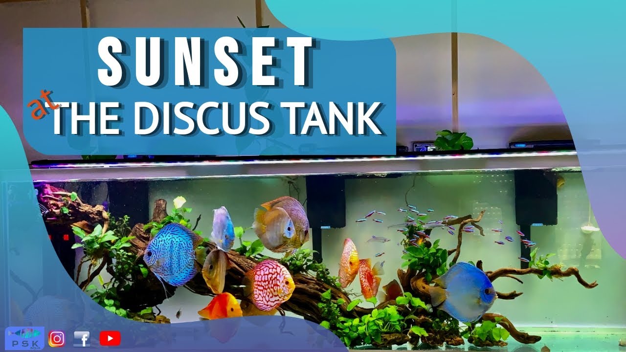 SUNSET AT THE DISCUS TANK - programmed light with dimmer - YouTube