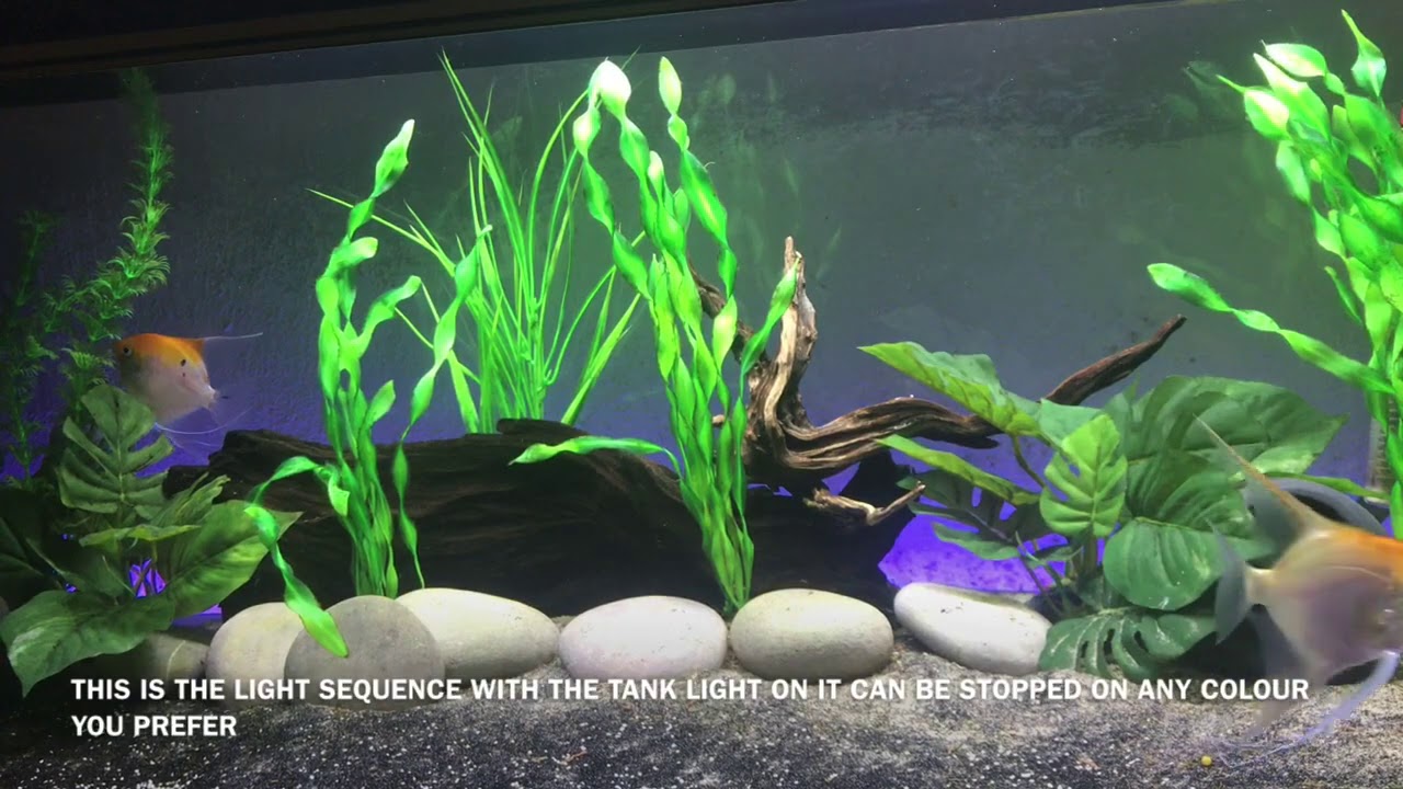 Aquarium backlight - YouTube