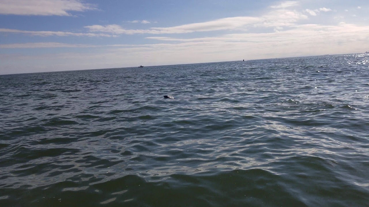 DOLPHINS AT JONES BEACH INLET - YouTube
