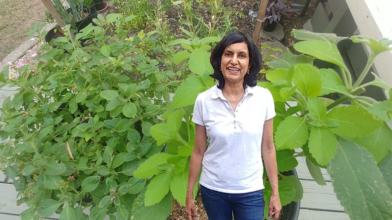 Pruning Holy Basil (with updates) - YouTube