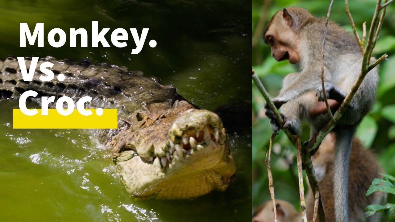 Killer Crocs - Tasty Monkeys | Borneo: The Untold Expedition ...
