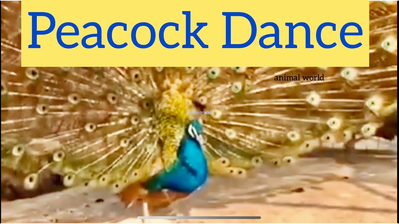 Beautiful Peacock Dance - beautiful to watch - YouTube