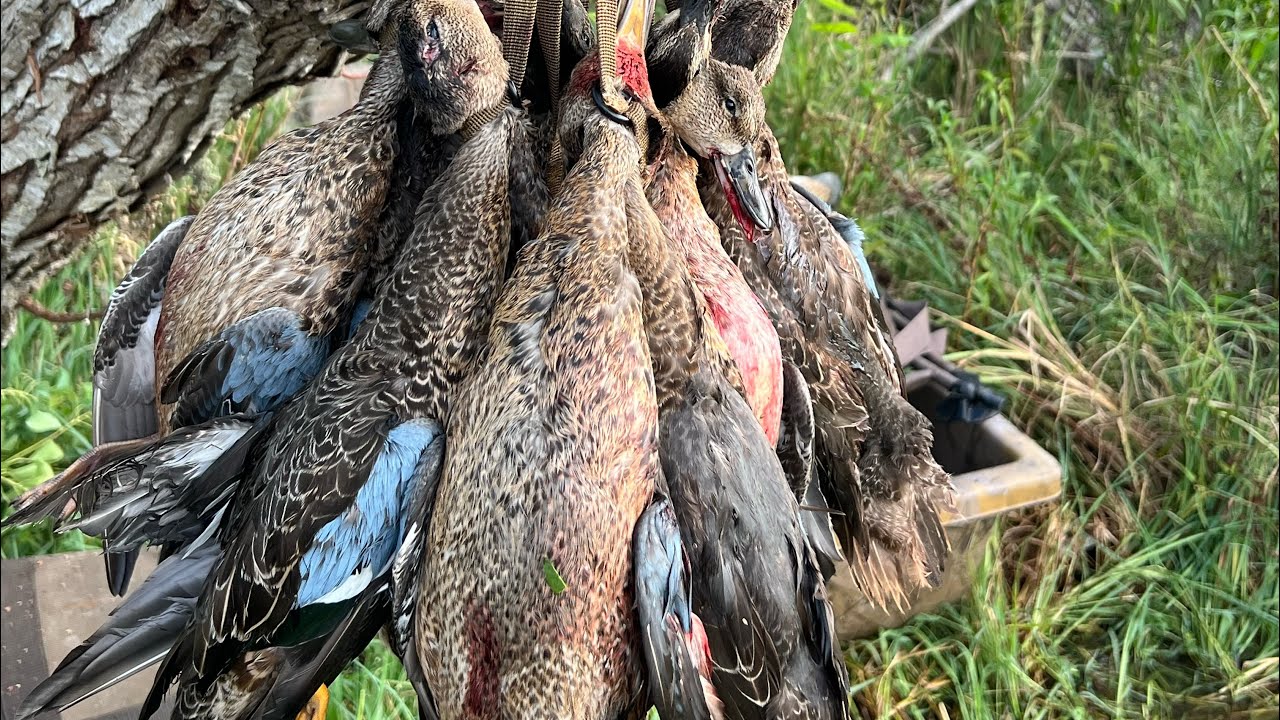 First early teal season hunt of the year! - YouTube