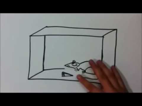 experimento de Skinner - YouTube