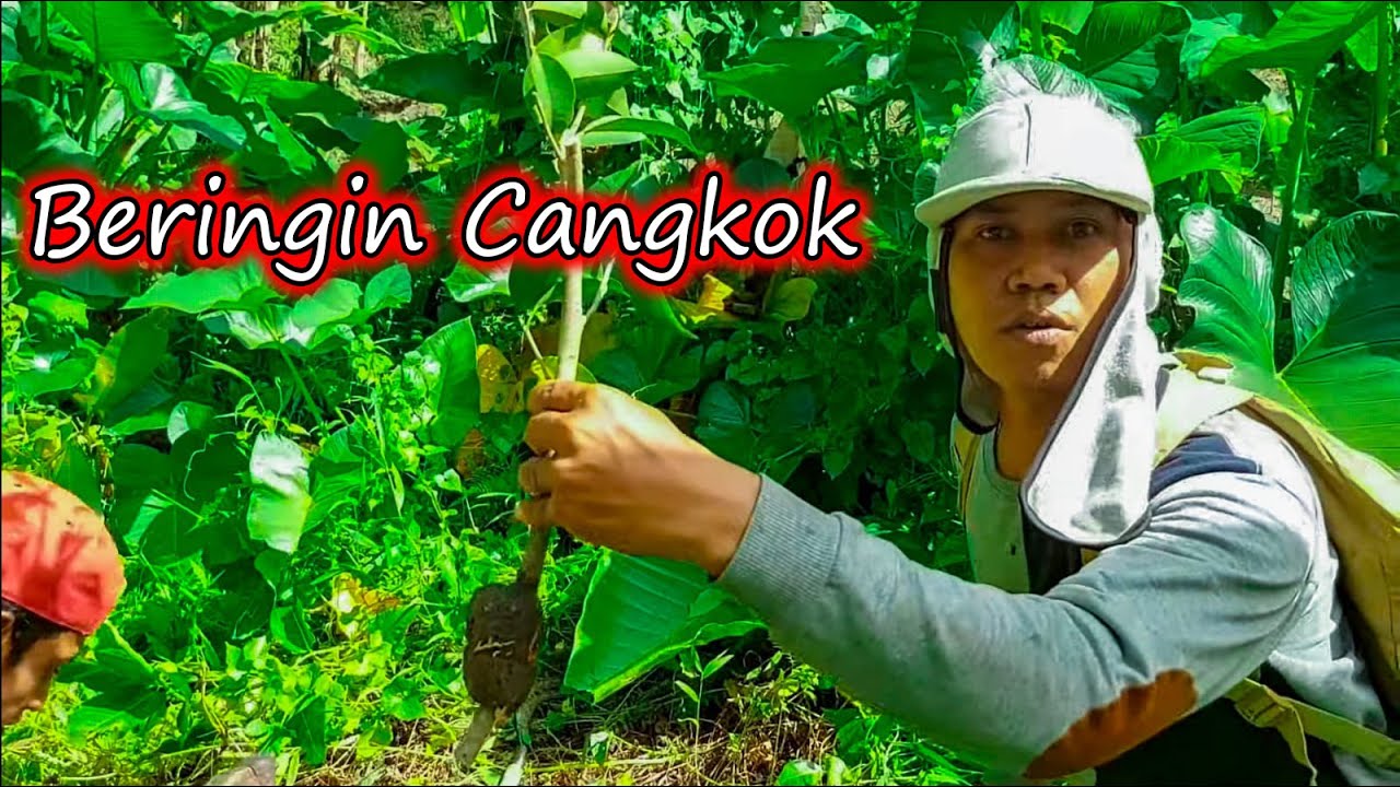 Beringin Cangkok Langsung Tanam Di Sumber Mata Air Sekalian Cek Tanaman ...