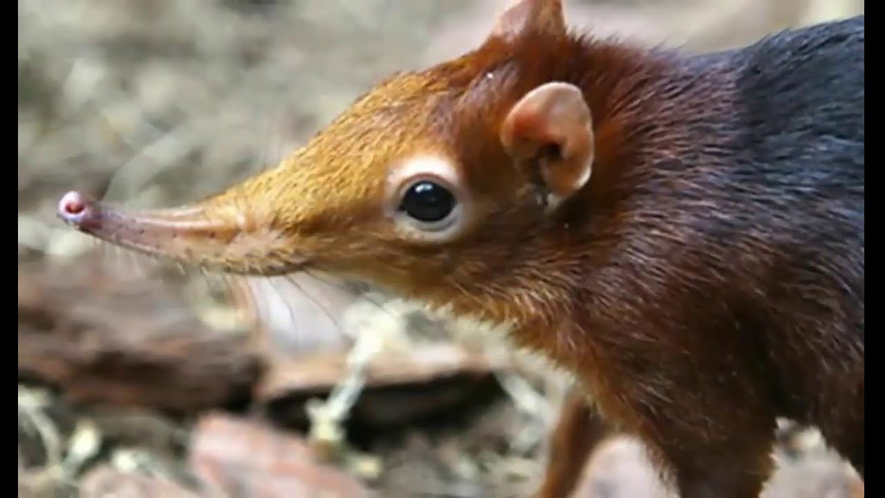 A tiny 'Elephant' has been rediscovered in Africa after 50 years - YouTube