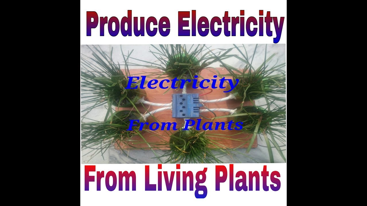 Produce Electricity From Green Plants - How living plants generate ...