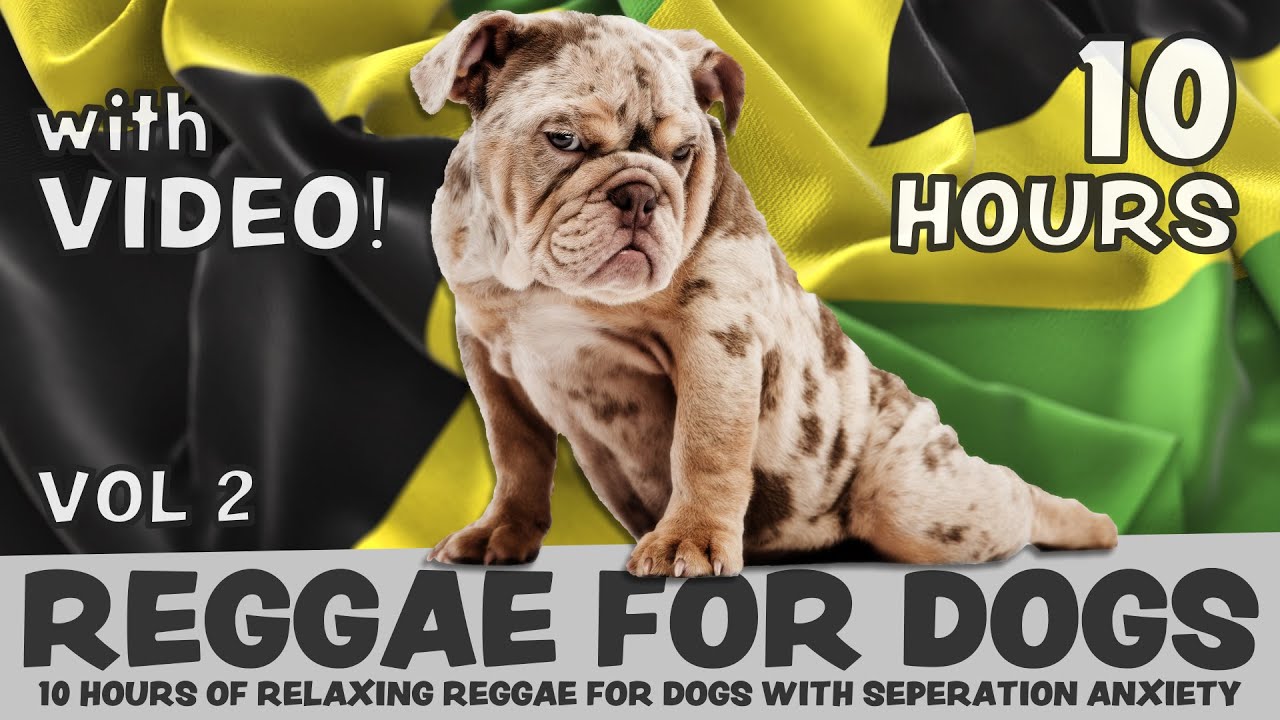 SCIENTIFICALLY PROVEN: 10 Hours of calming Reggae music for dogs with ...