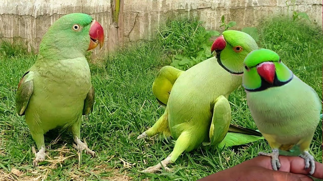 Cute And Amazin parrot || Supper Cute Parrot || HD Video - YouTube