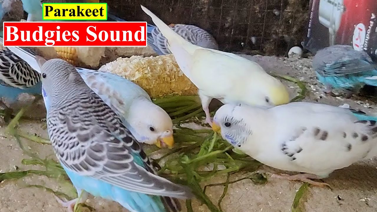 Parakeet Budgies Chirping Sound | Budgie Bird Voice | Birds and Animals ...