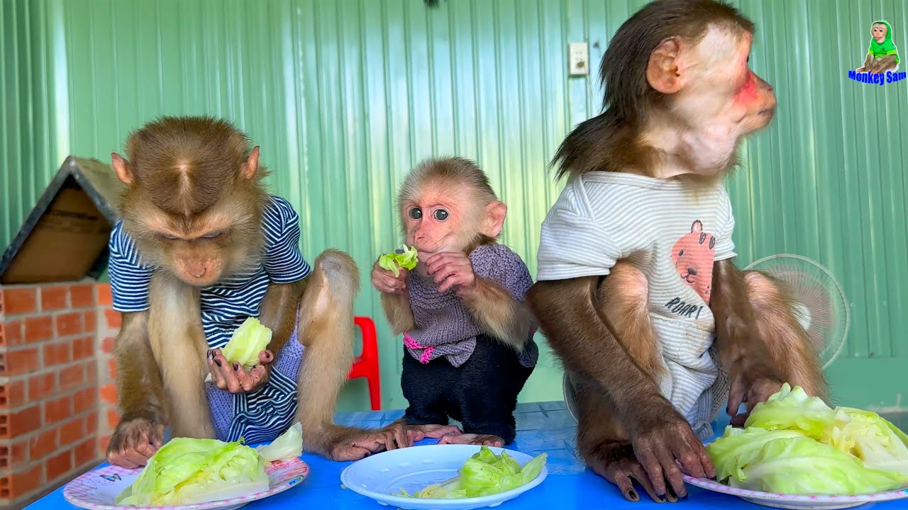 Grandpa boiled cabbage, Monkey baby welcomes 2023 - YouTube