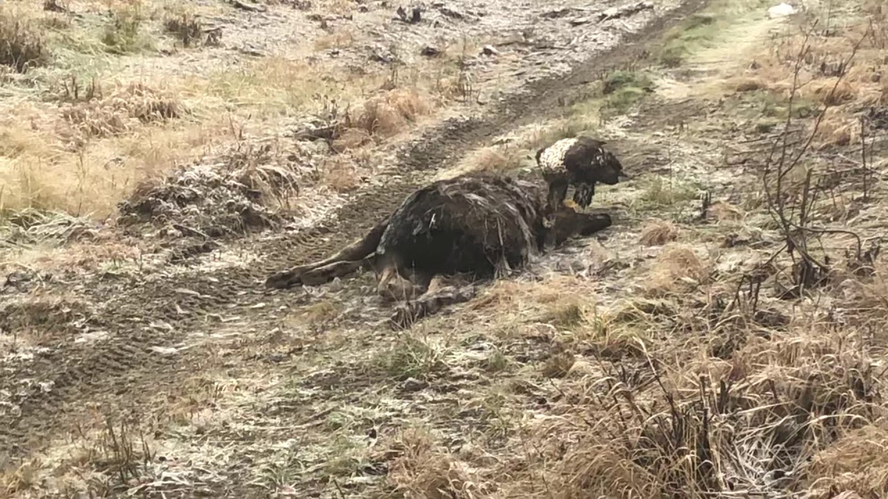 Fish eagle on road kill moose - YouTube