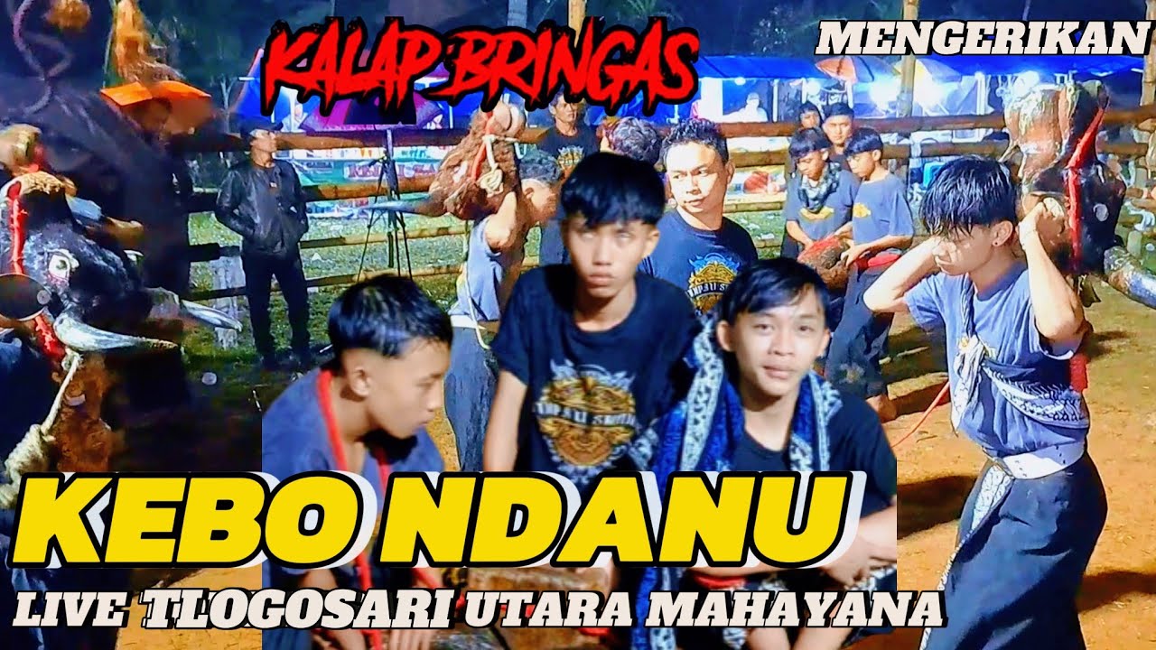 MENGERIKAN KALAP SEMAKIN BRINGASS KEBO NDANU LIVE TELOGOSARI - YouTube