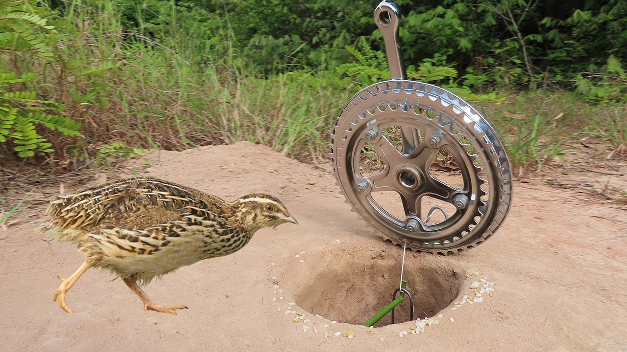 Easy Unique Underground Quail Trap Using Bike Tools & Hole - Simple ...