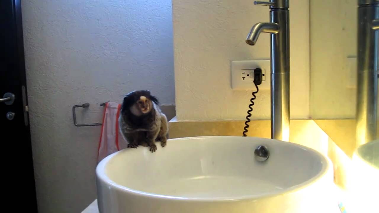 Monkey attack in the bathroom - YouTube