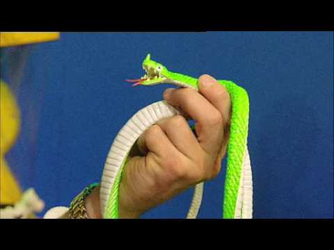 TOONATTIK: BARRY SNOTTER EPISODE 5 - YouTube