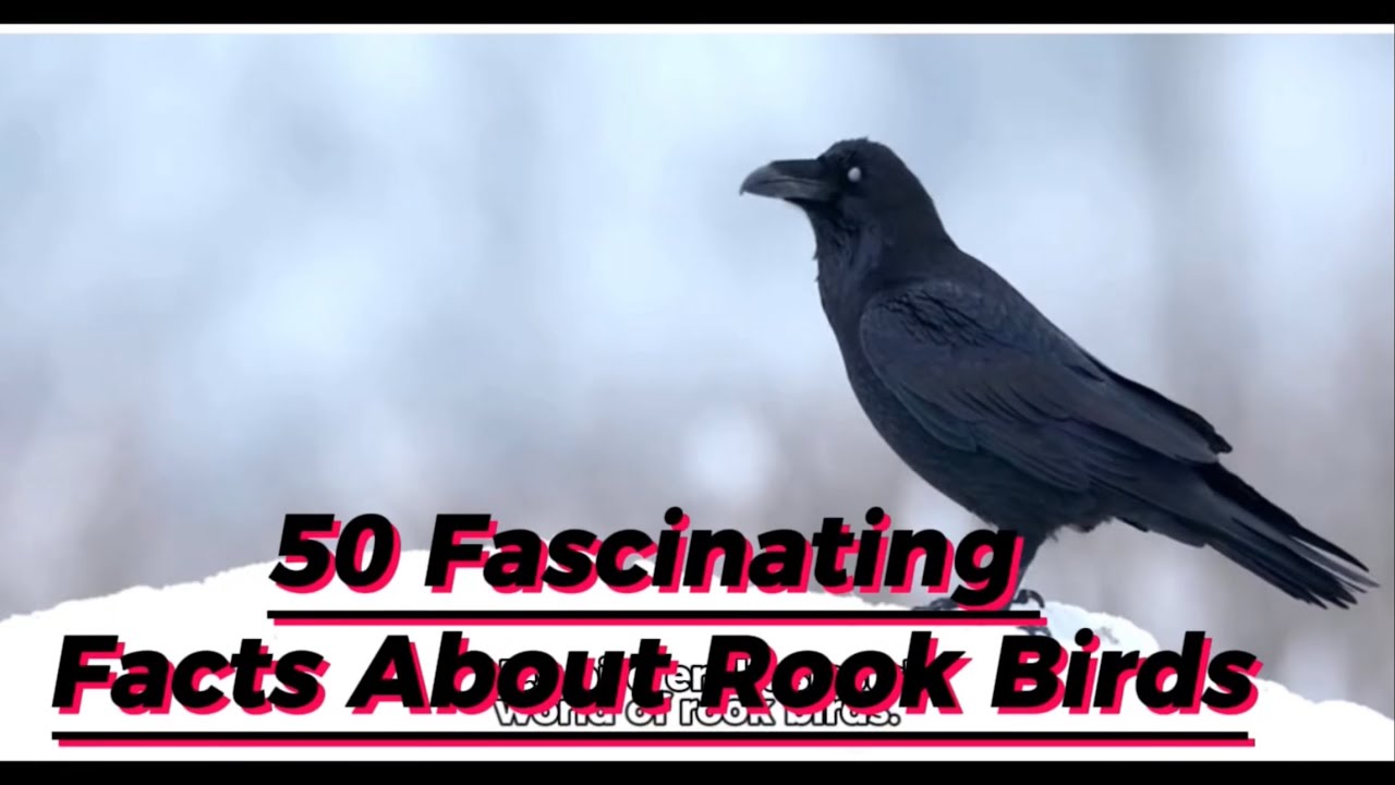 50 fascinating facts about Rook Birds 🦅. - YouTube