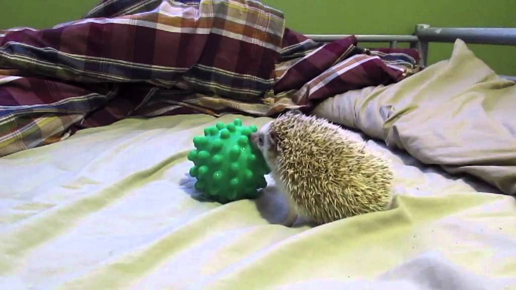 My hedgehog attacking a ball - YouTube