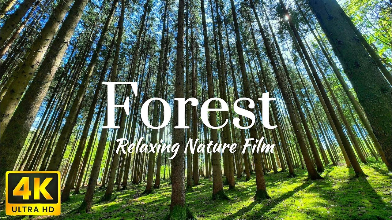 🌲 Forest Sounds & Birdsong – Relaxing Nature Sounds for Sleep ...