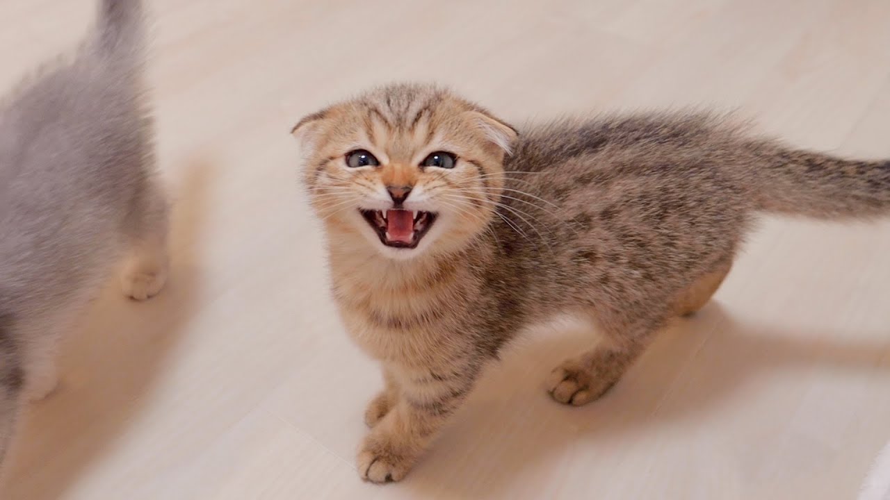 Kittens meow and get angry when you try to throw away their favorite ...