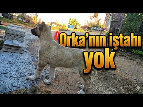 ORKA BEYDE SON DURUM 
